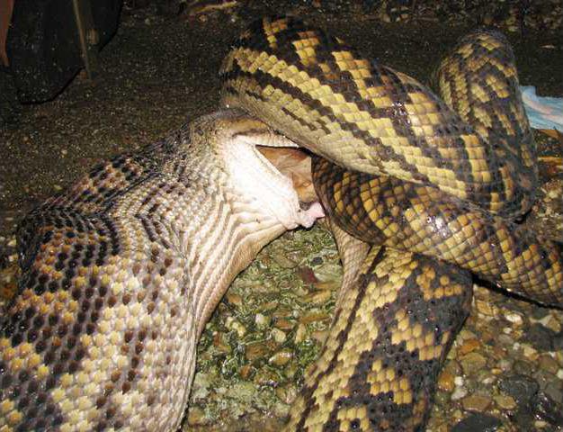 Snake Eats Kangaroo