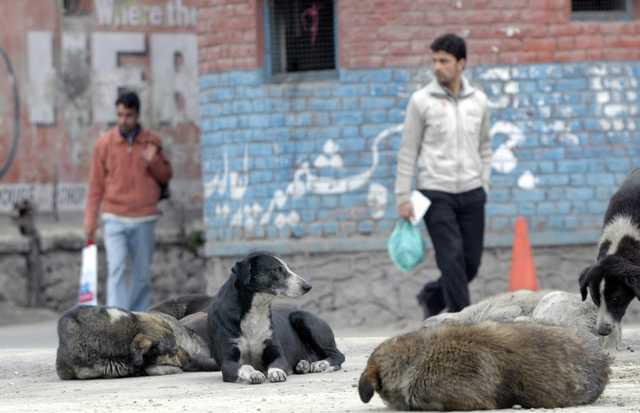 What Country Has The Most Stray Dogs