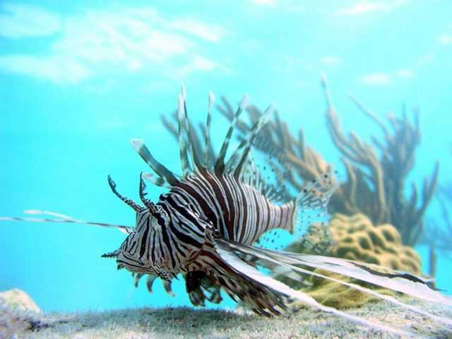colored lionfish