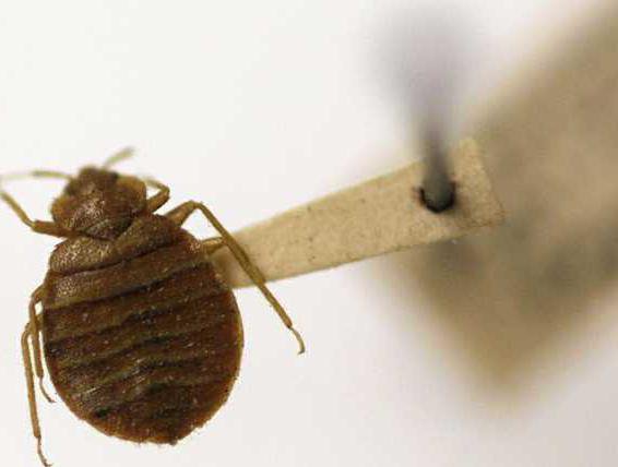 Alarming combo: Bedbugs with 'superbug' germ found - Statesboro Herald