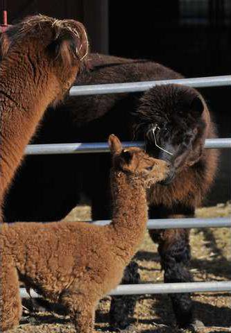 Shearing day for alpacas at Brannen farm - Statesboro Herald