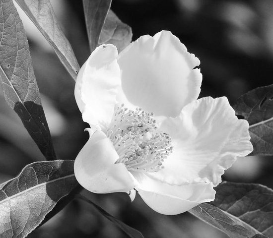 GSU Botanical Gardens by Stephanie Tames - Statesboro Herald