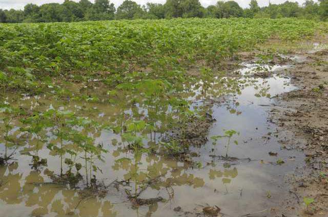 Rain threatens crops - Statesboro Herald