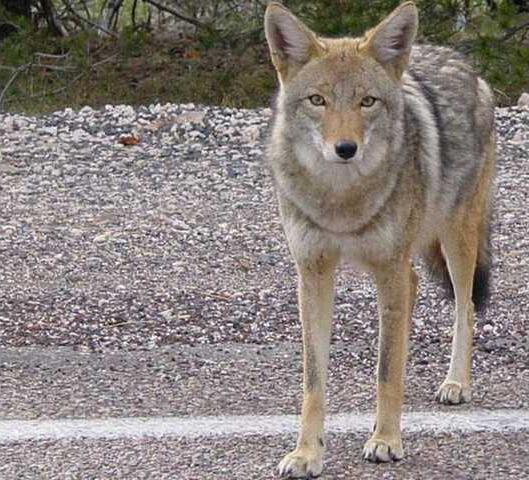 Outdoors with Alvin Richardson - Varmints on the rise - Statesboro Herald