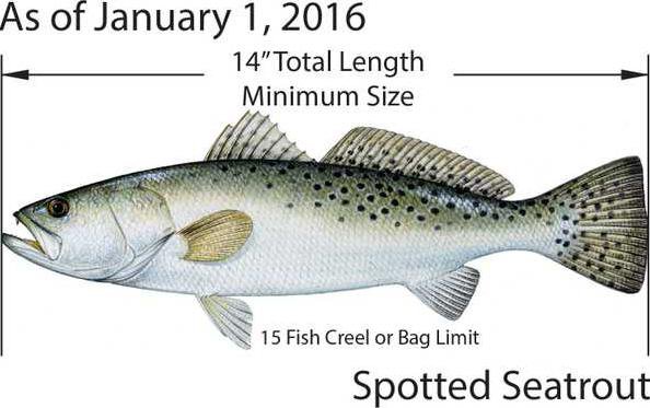 gray trout size limit