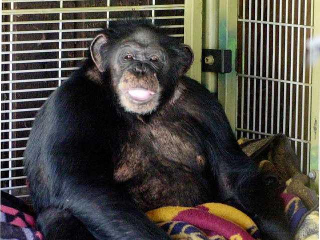 APNewsBreak: Owner of chimp in Conn. attack dies - Statesboro Herald
