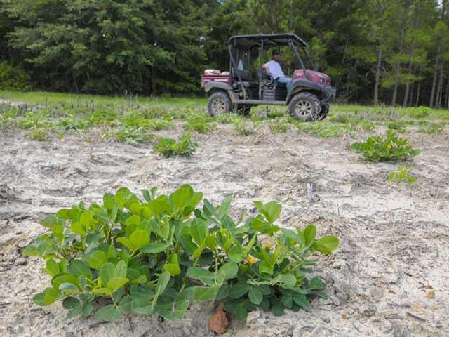 Feral hogs decimate local crops - Statesboro Herald
