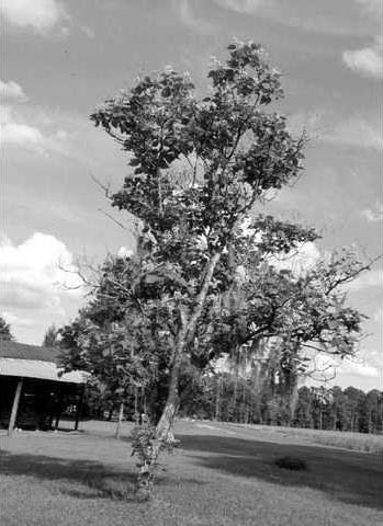 Blooming catalpa trees - Effingham Herald