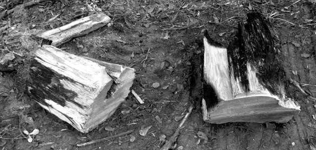 Celebrating the origins of fat lightered - Effingham Herald