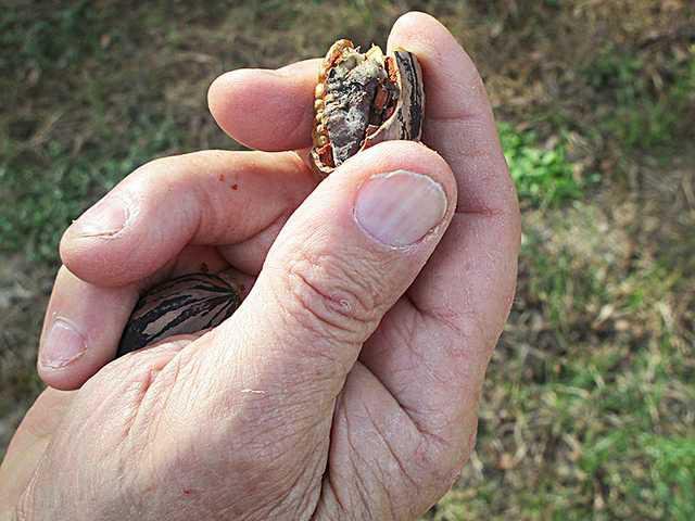 Matthew hits Bulloch pecan crop hard - Statesboro Herald