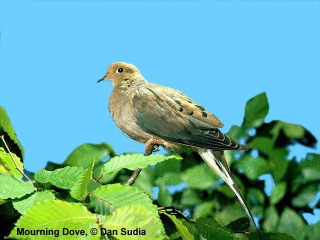 Georgia's dove hunting season now underway - Bryan County News