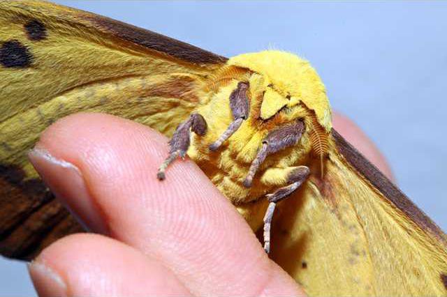 Imperial Moth