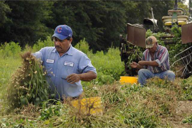 Peanuts weather the storm - Statesboro Herald