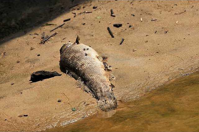 Hundreds meet to discuss Ogeechee River fish kill - Statesboro Herald