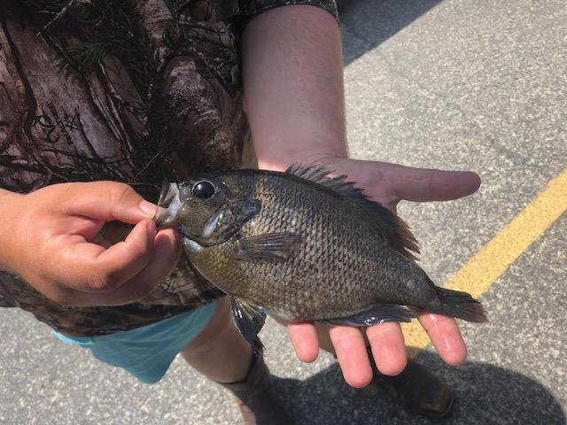 State record spotted sunfish caught in Sumter County - Effingham Herald