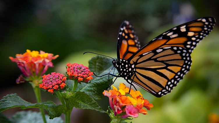 Butterflies here in November - Statesboro Herald