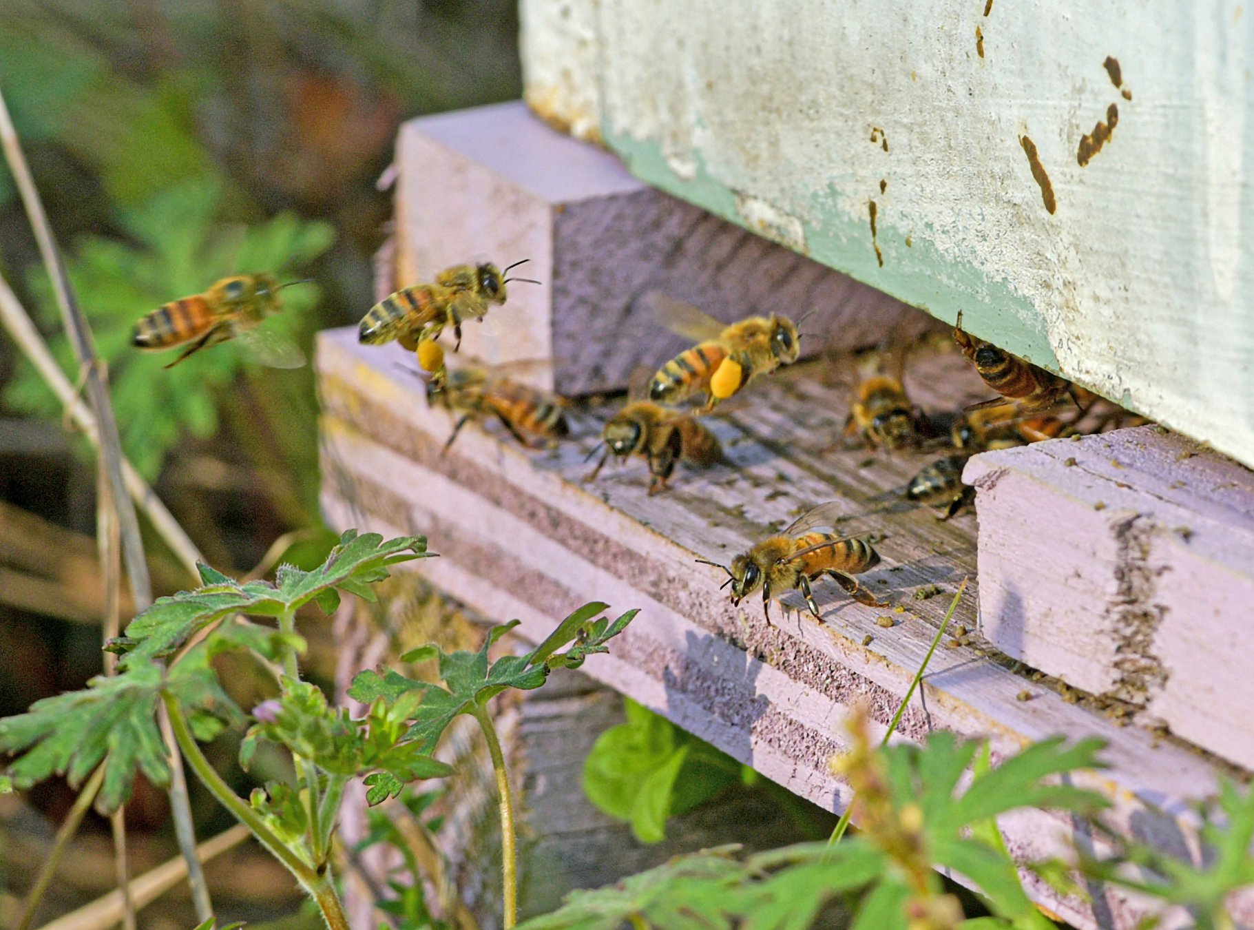 Bees: Wing leaders of environmental sustainability - Discovering Bulloch