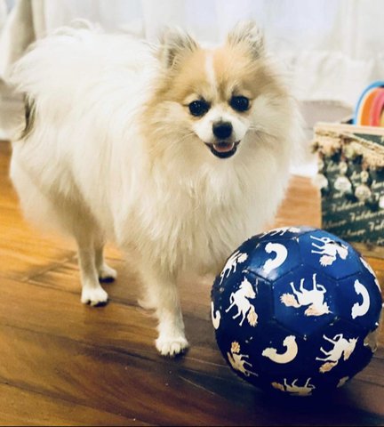 Owner seeks return of missing Pomeranian - Bryan County News