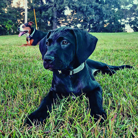 Puppy love - Discovering Bulloch