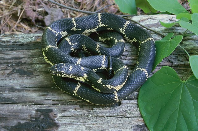 What to do when you see a snake - Effingham Herald