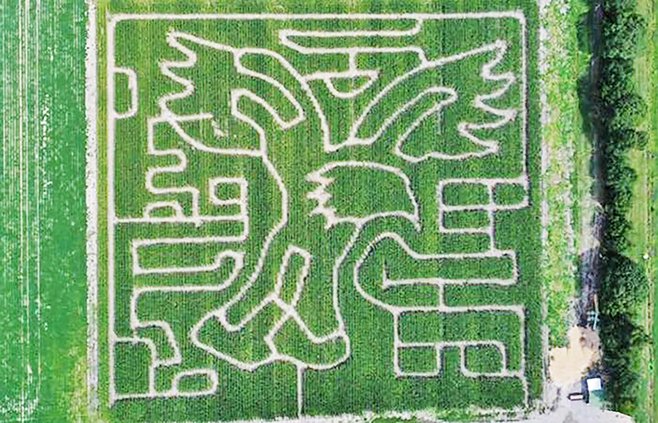 Local family offers corn maze for fun-seekers of all ages - Statesboro ...