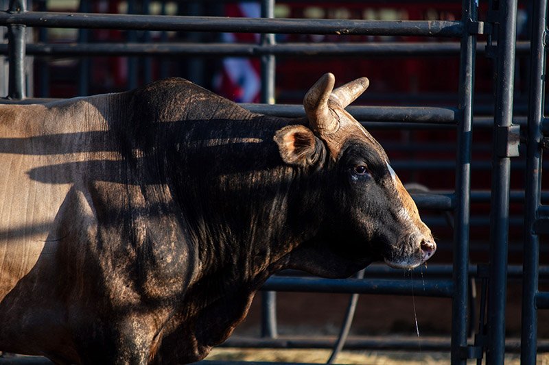 Annual Statesboro Kiwanis Rodeo Days bring three nights of fun, action ...