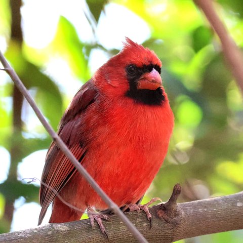 Annual Audubon Christmas Bird Count seeks volunteers - Effingham Herald