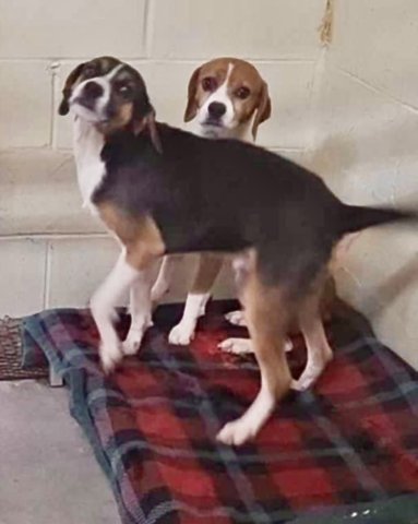 Two lucky beagles find a fur-ever home - Effingham Herald