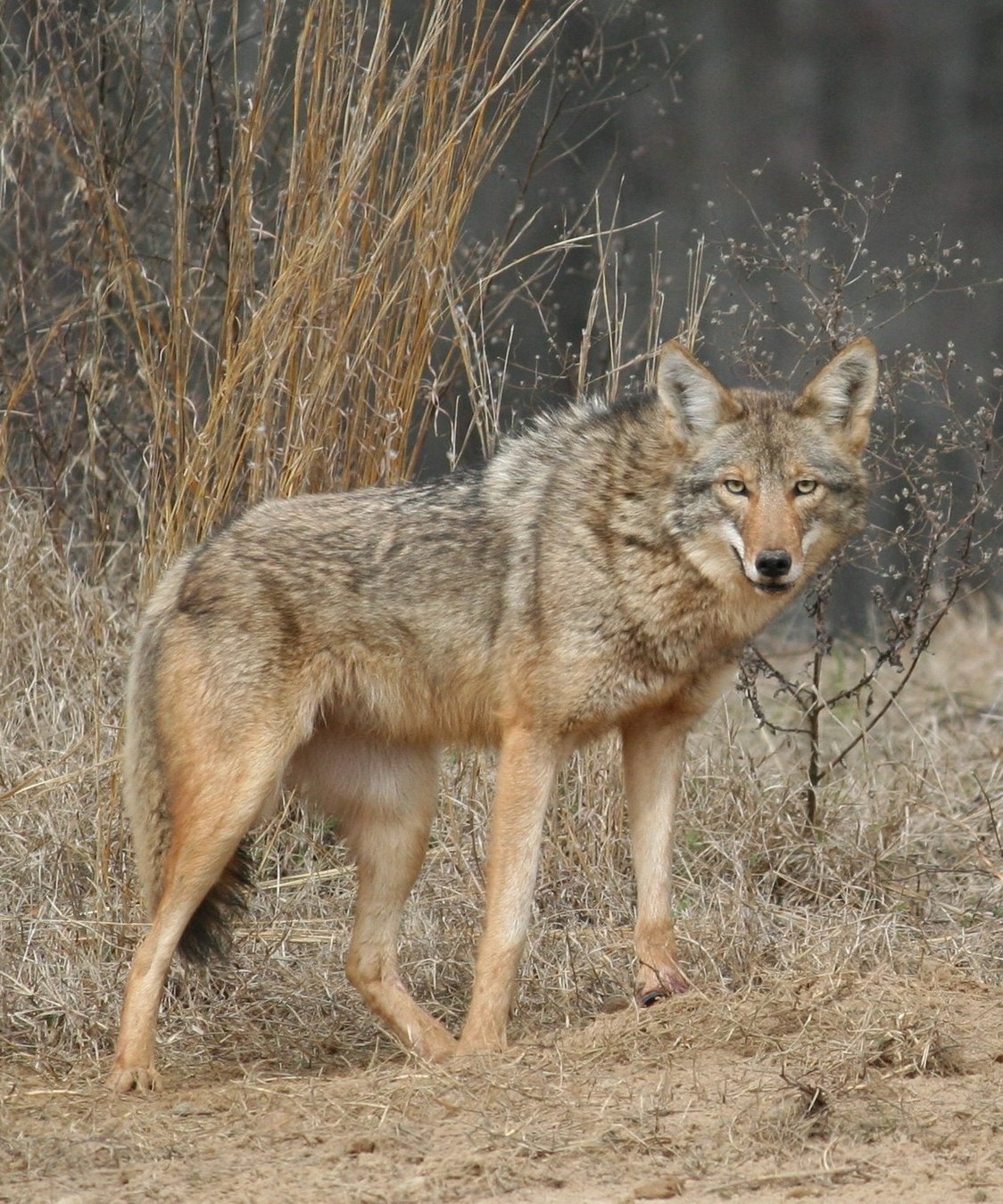 DNR: More coyote sightings doesn't necessarily mean more coyotes ...