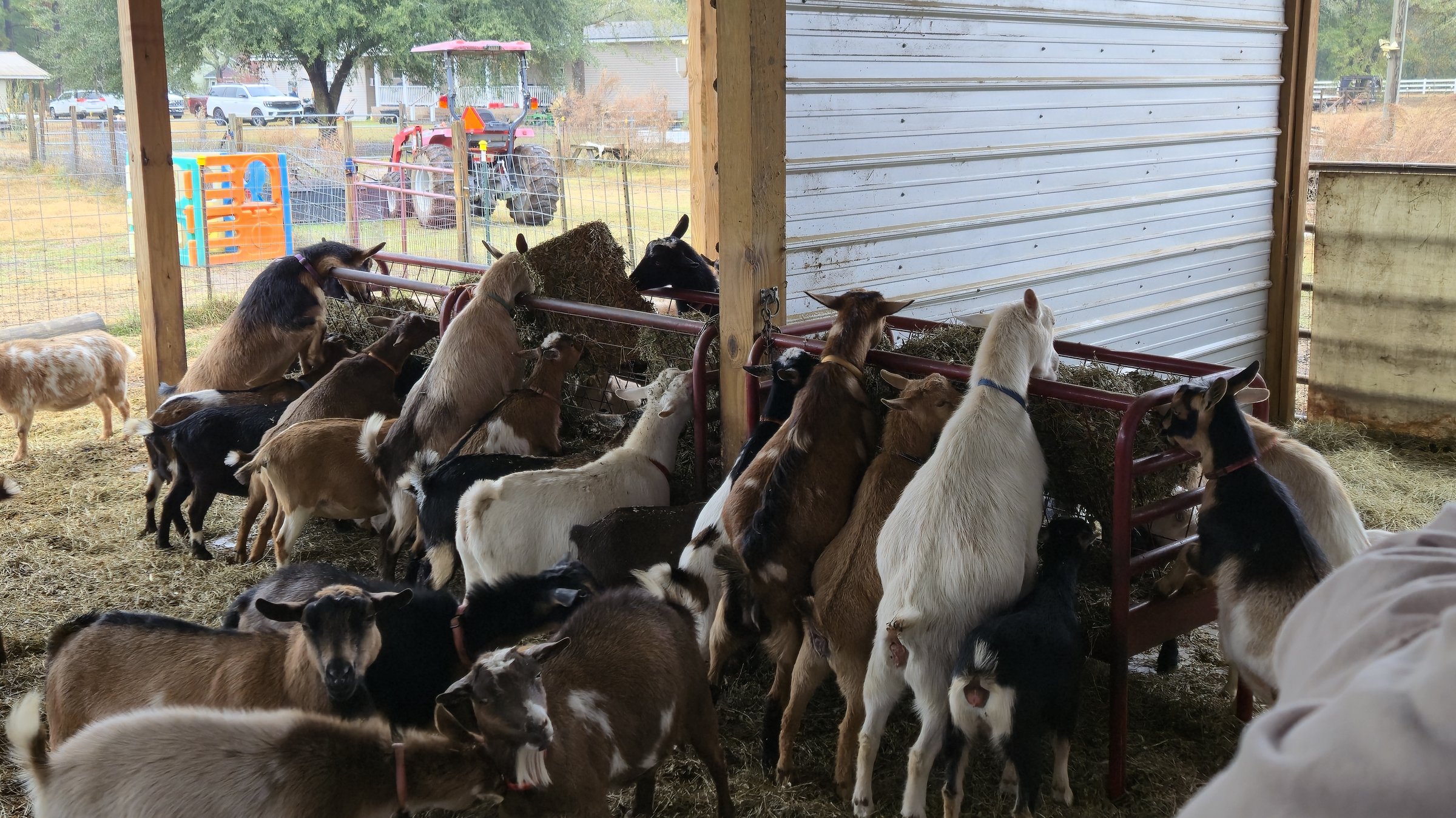 Goats on floats - Bryan County News